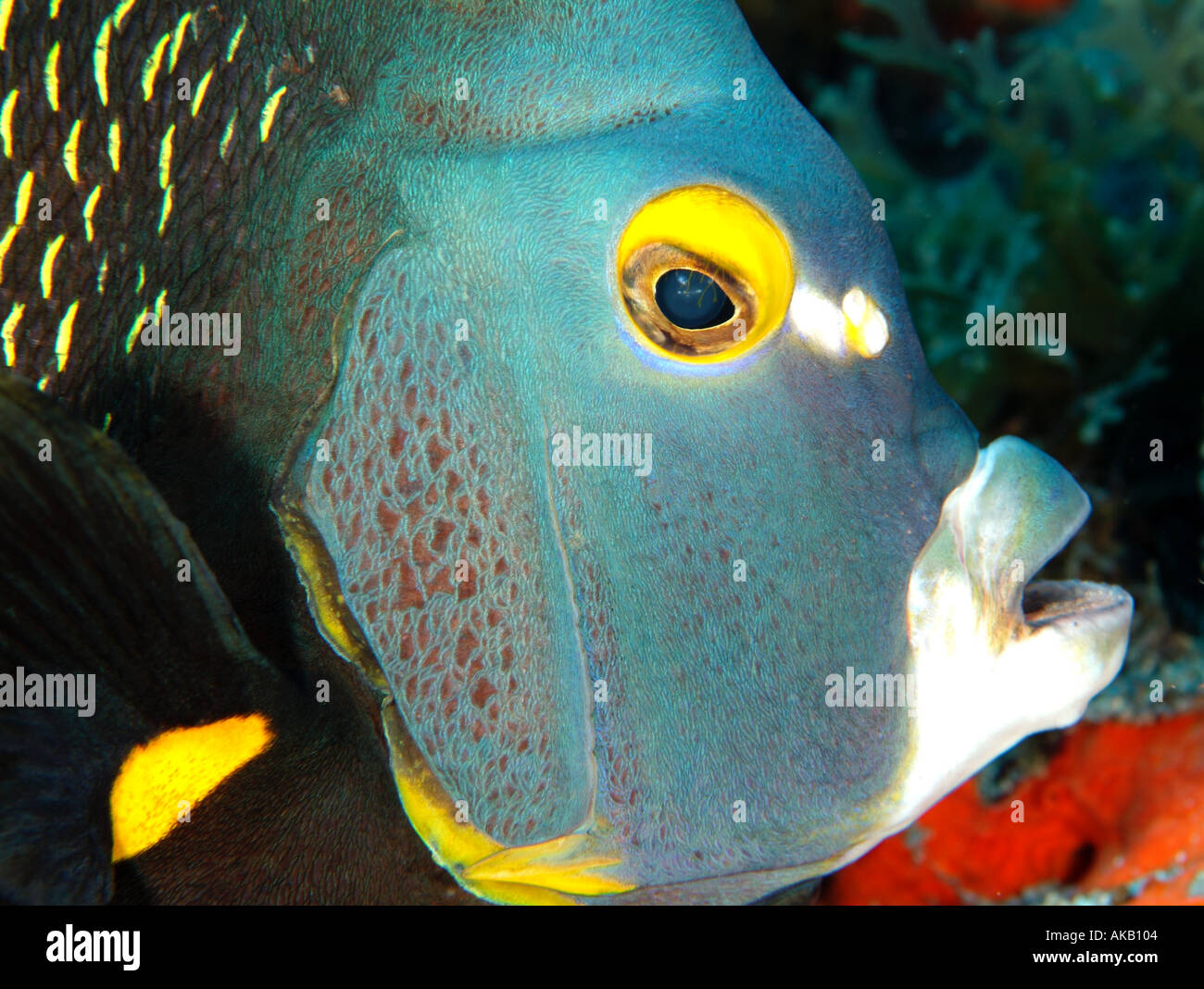 French angelfish in the Gulf of Mexico, off Texas Stock Photo - Alamy