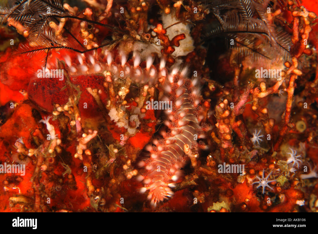 Bearded fireworm in the Gulf of Mexico, off Texas Stock Photo - Alamy