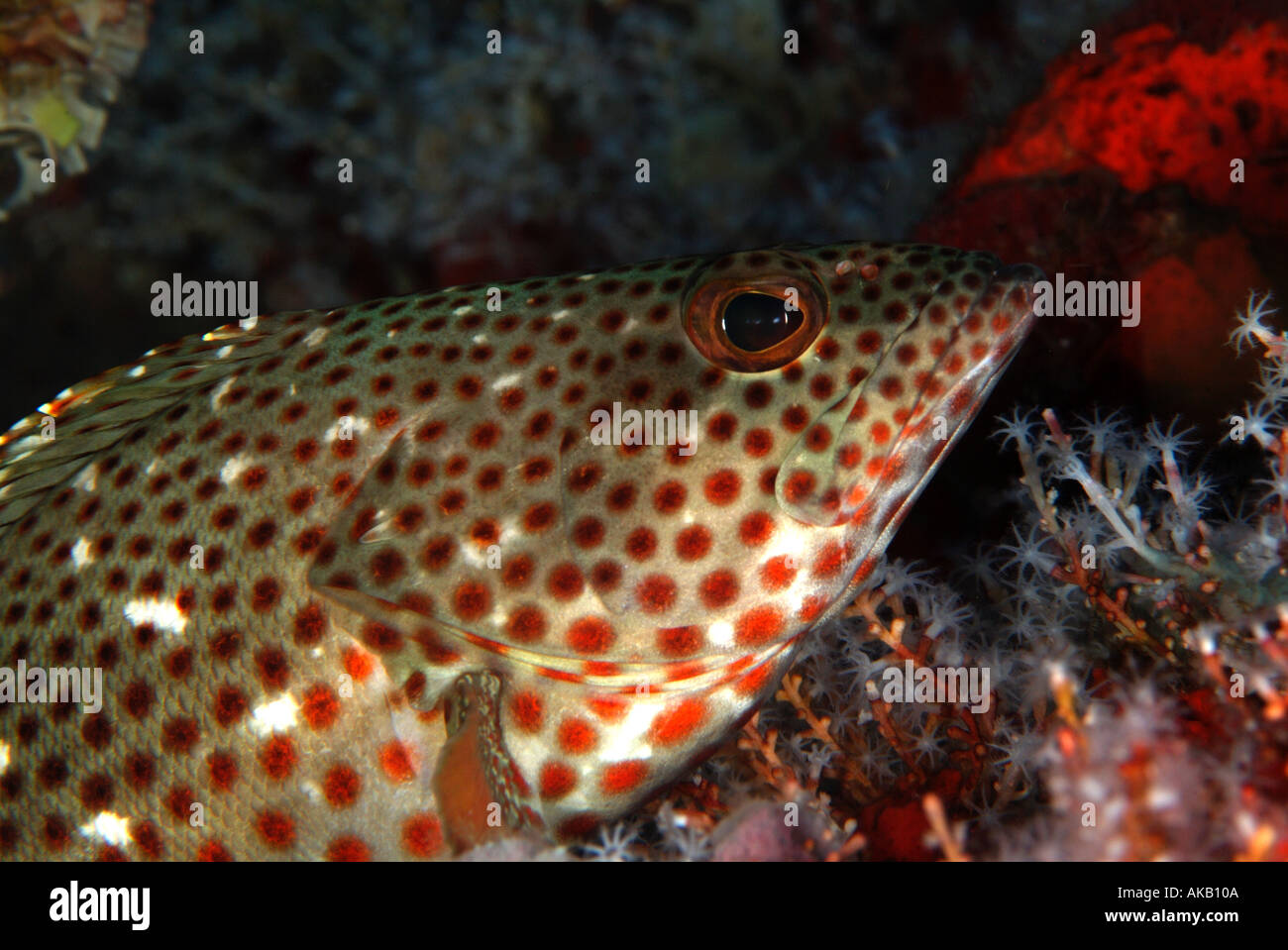 Rock hind grouper in the Gulf of Mexico, off Texas Stock Photo - Alamy