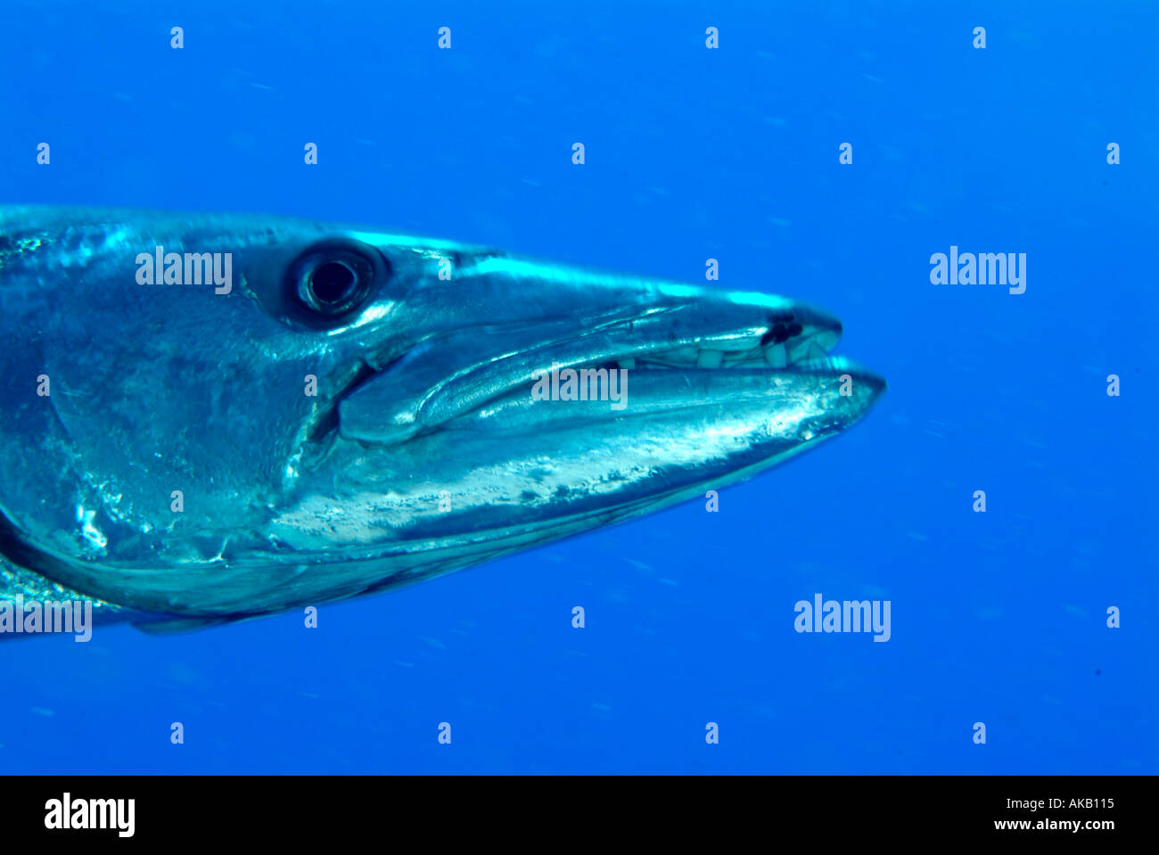 Great barracuda in the Gulf of Mexico, off Texas Stock Photo - Alamy