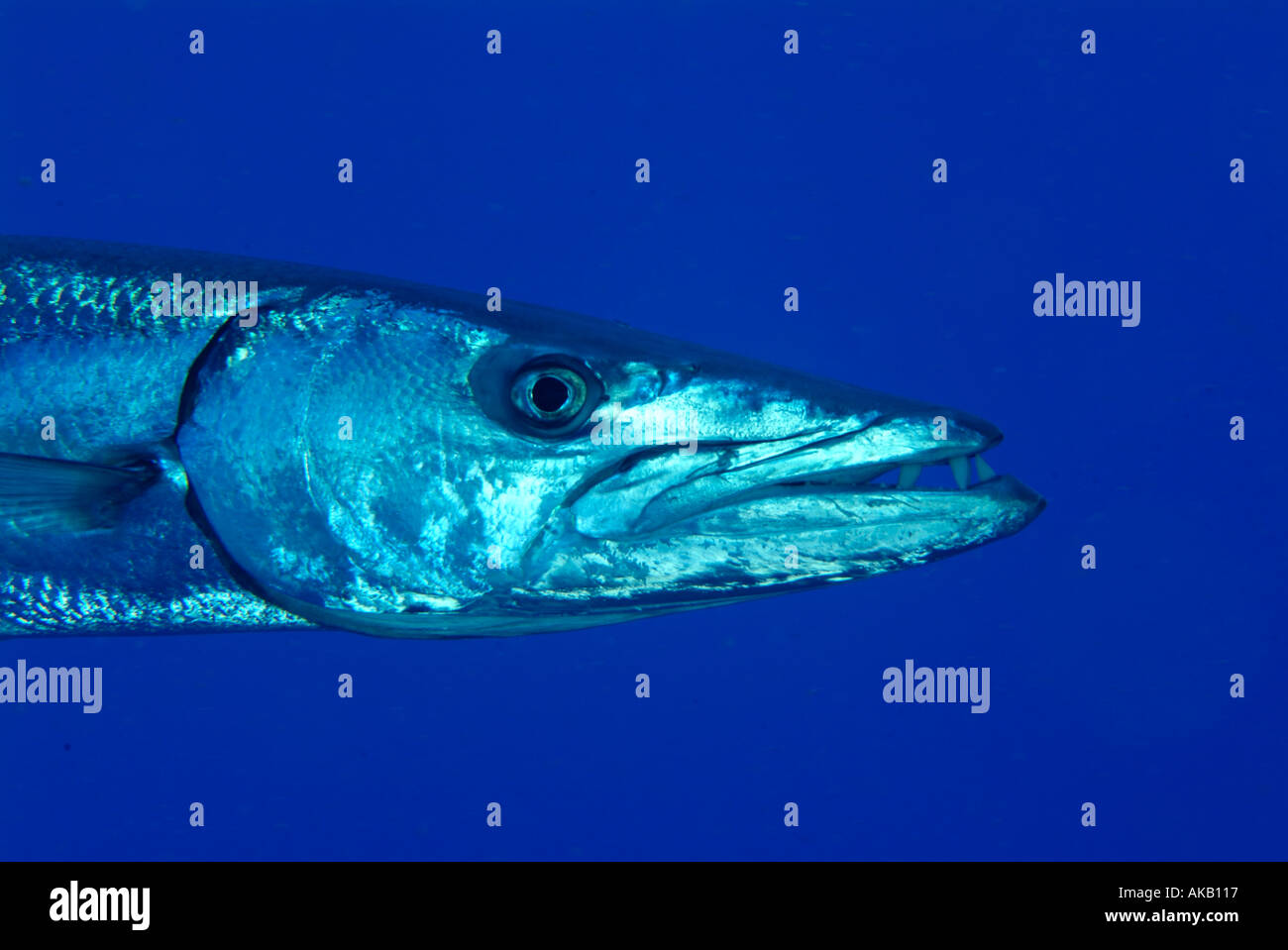 Great barracuda in the Gulf of Mexico, off Texas Stock Photo - Alamy