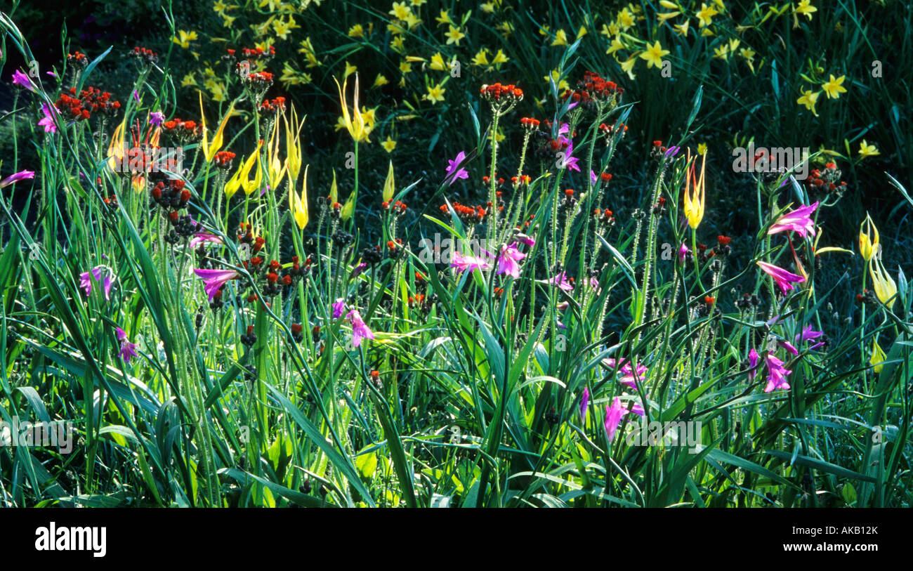species tulip Tulipa acuminata Gladiolus byzantinus Stock Photo - Alamy