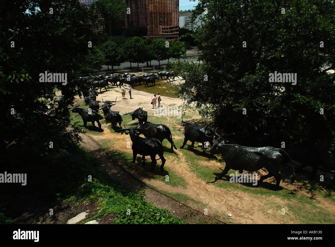 Herd of bull statues in downtown of Dallas Stock Photo - Alamy