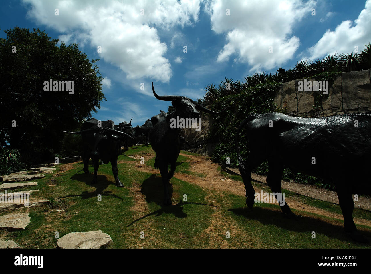 Herd of bull statues in downtown of Dallas Stock Photo - Alamy