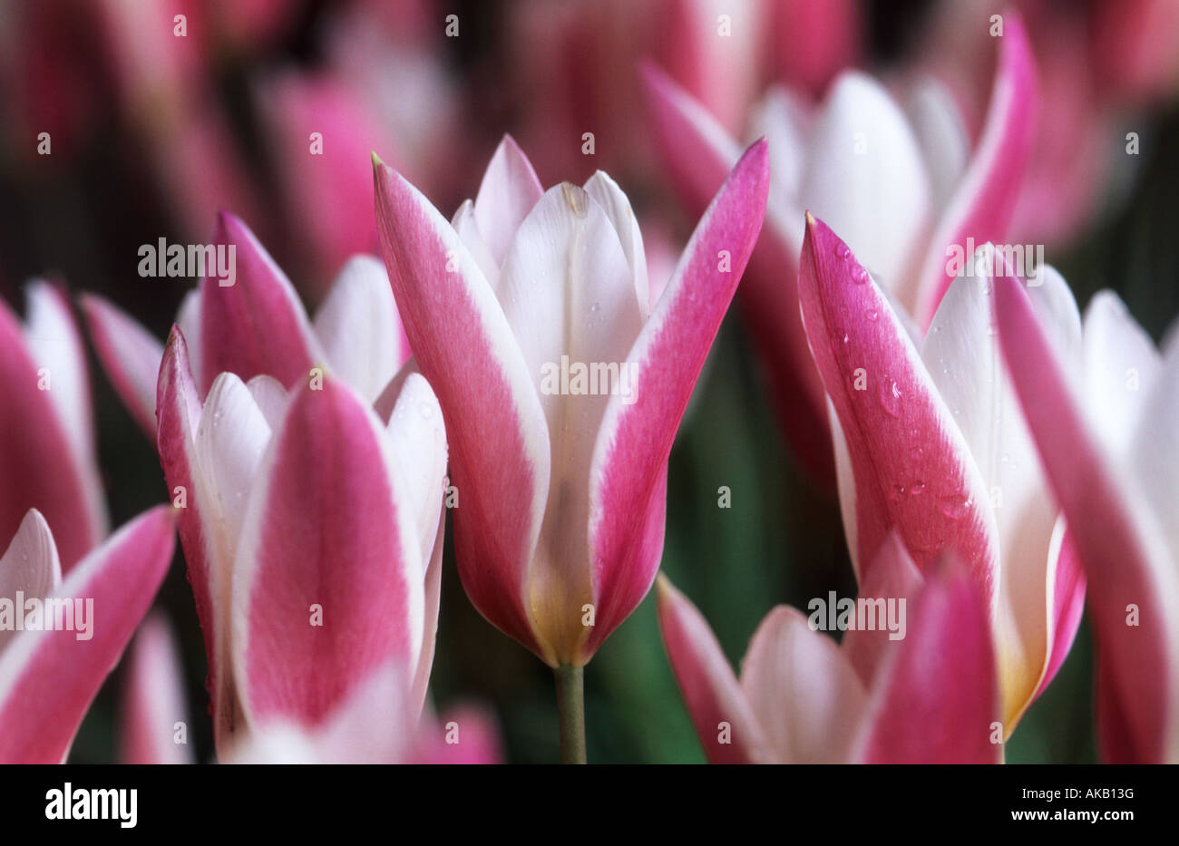 Tulipa lady jane pink white hi-res stock photography and images - Alamy
