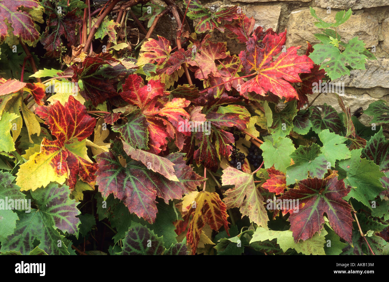 Vitis leaf hi-res stock photography and images - Alamy