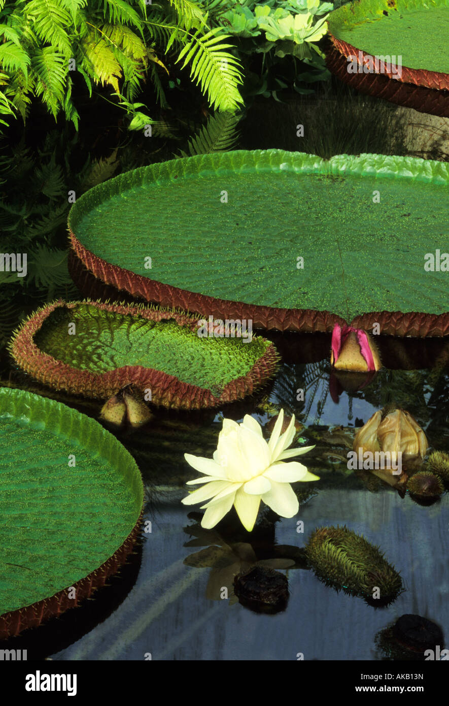 Victoria amazonica 'Longwood Hybrid' Amazon water lily Stock Photo - Alamy