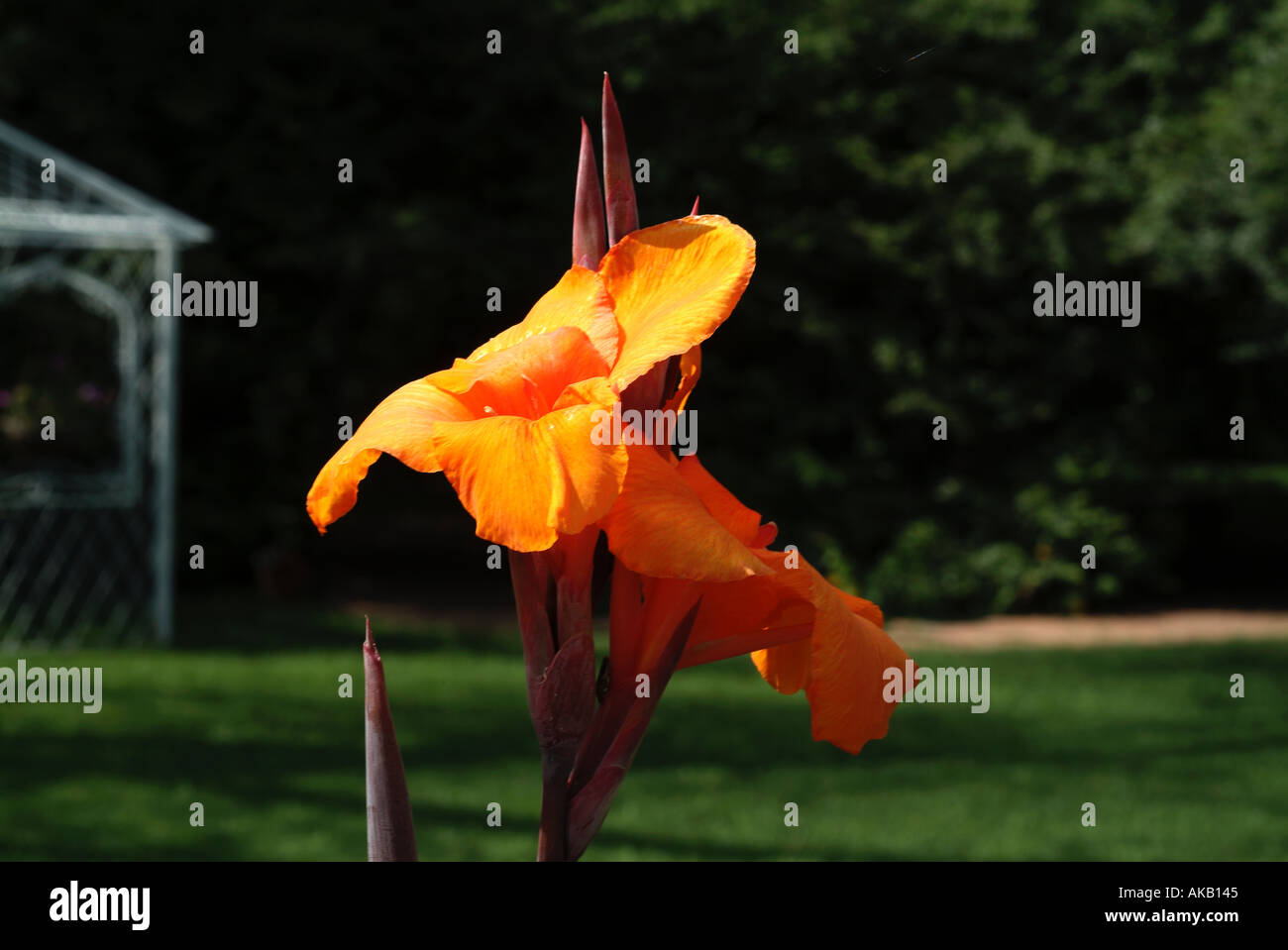 Cana flower hi-res stock photography and images - Alamy