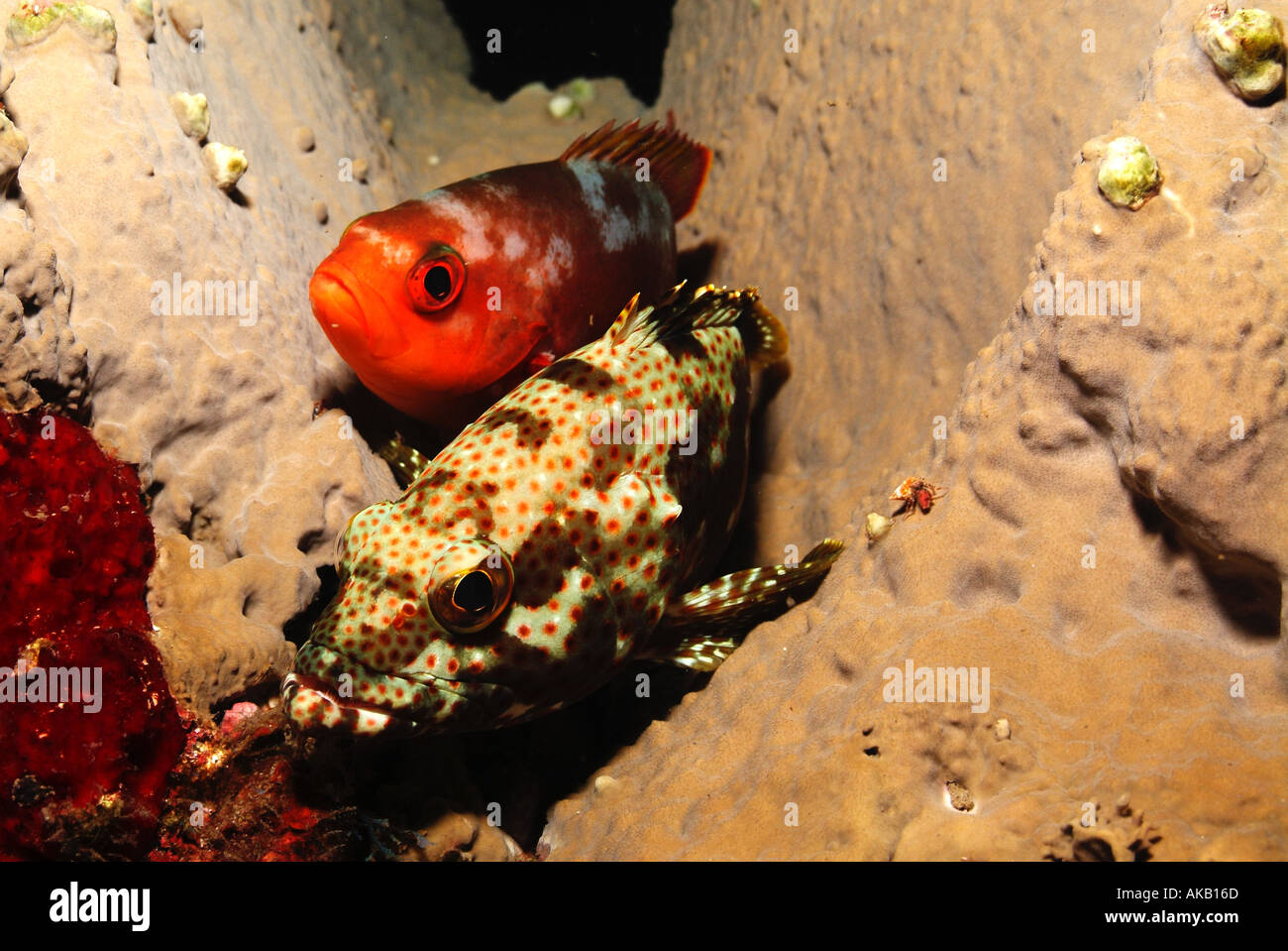 Creole rock hi-res stock photography and images - Alamy