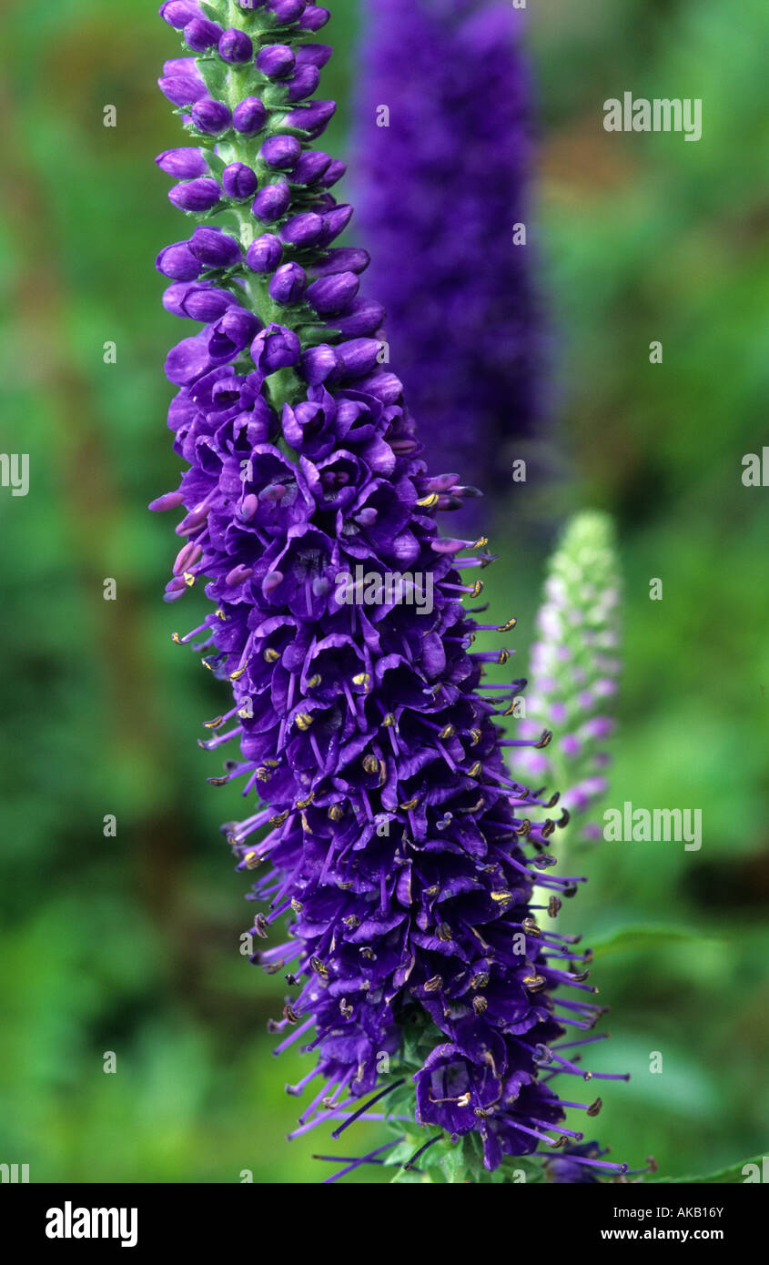 Veronica Sunny Border Blue Stock Photo - Alamy