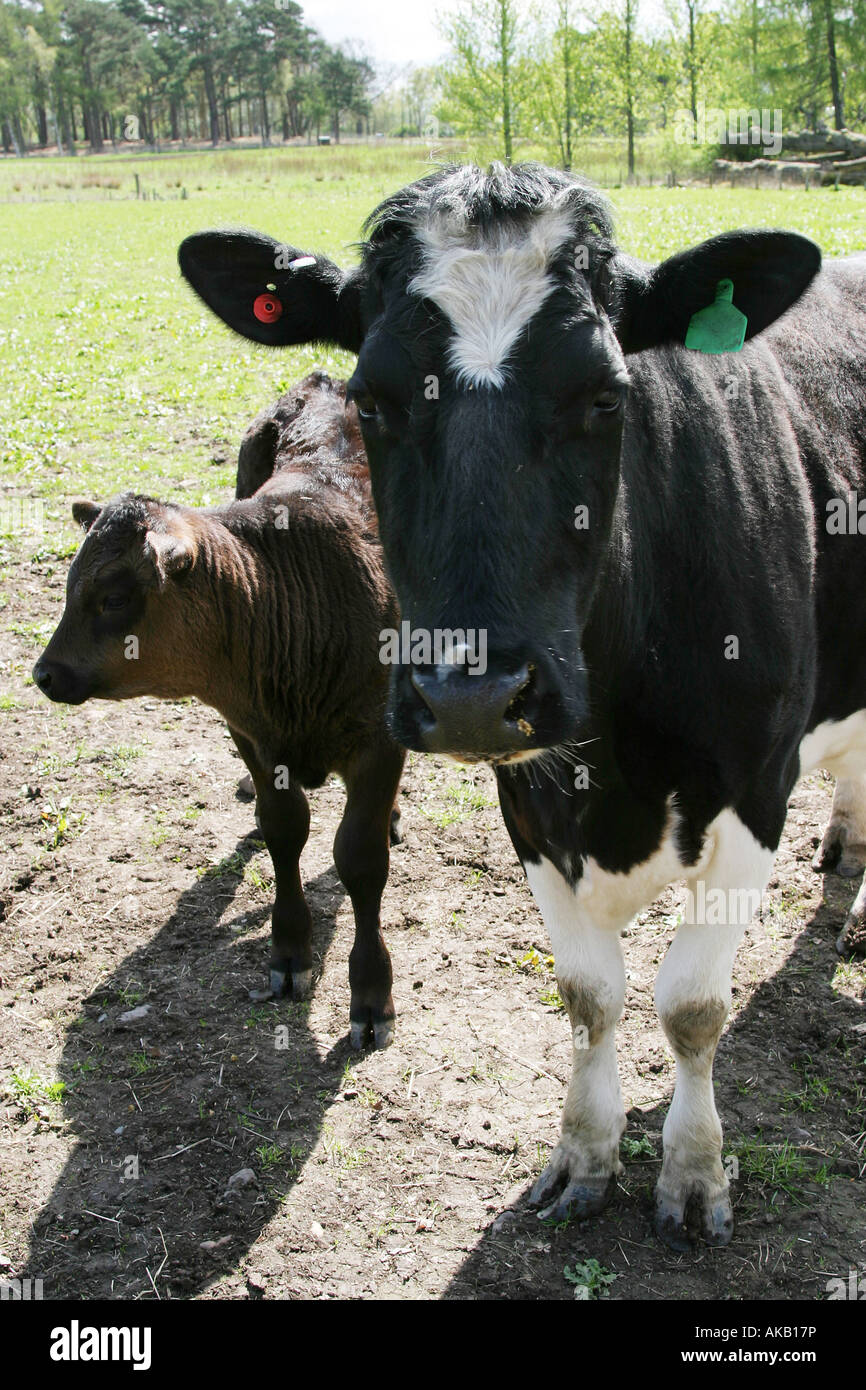 Cow with her calf in field with grass and trees in the background Stock ...