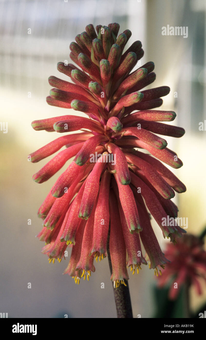 Veltheimia flower hi-res stock photography and images - Alamy