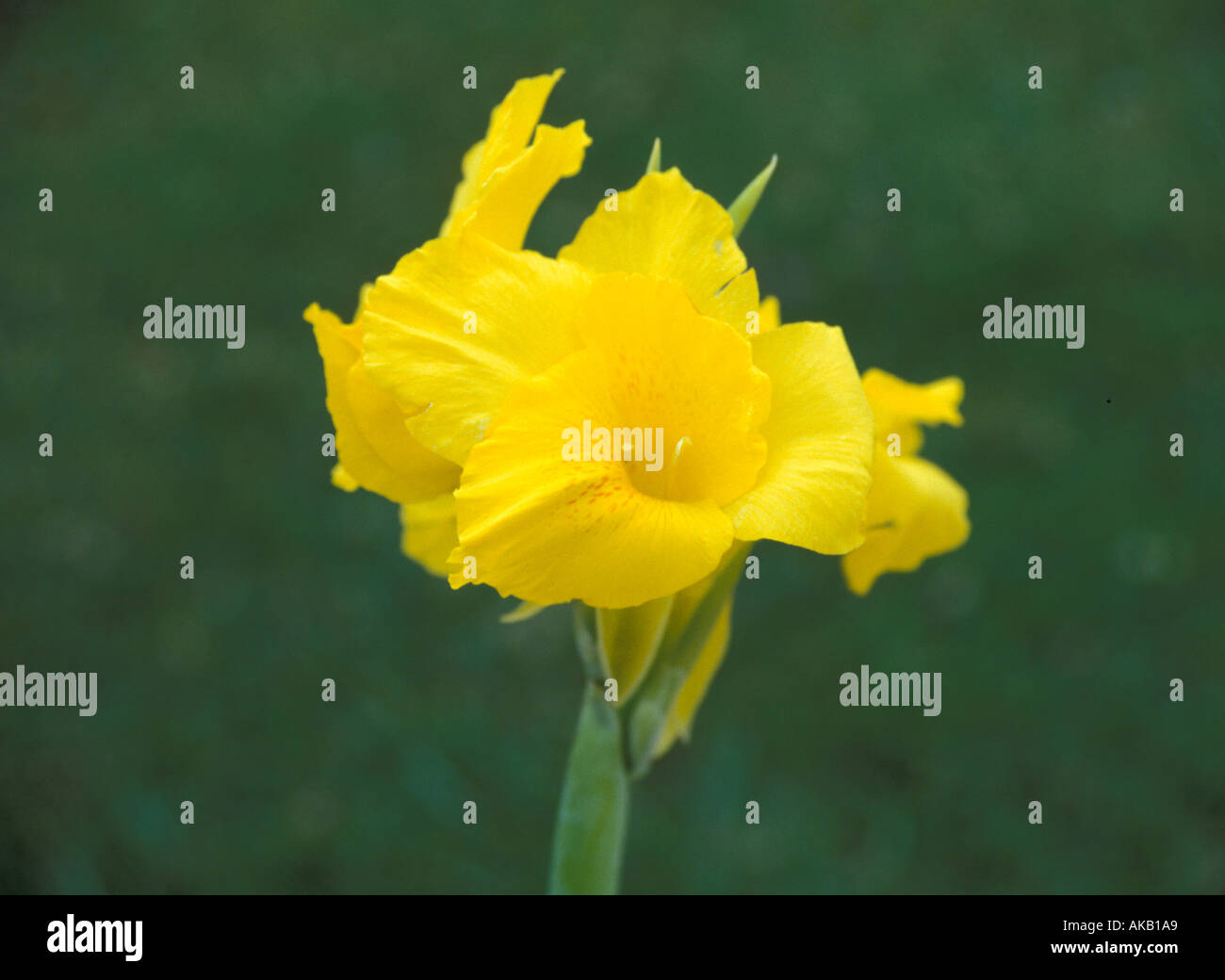 Flower 1 d Stock Photo - Alamy