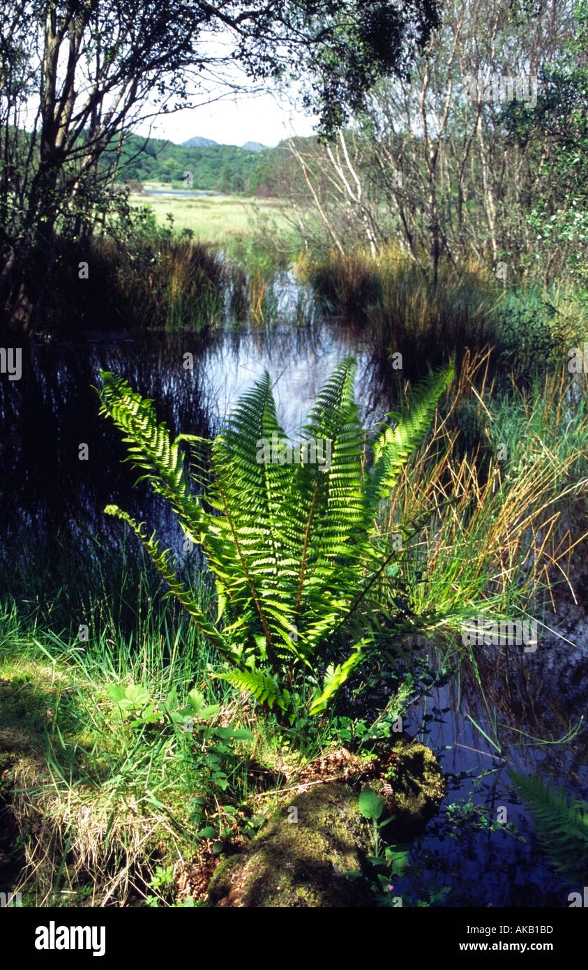 Tayvallich hi-res stock photography and images - Alamy