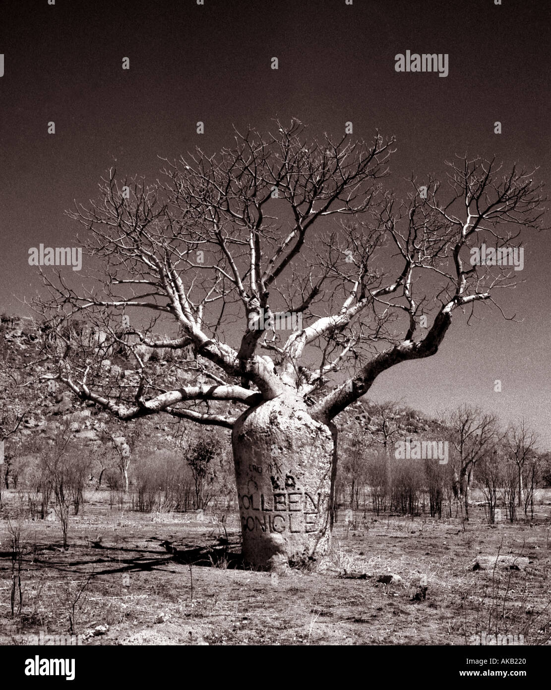 Australian boab tree black and white hi-res stock photography and ...