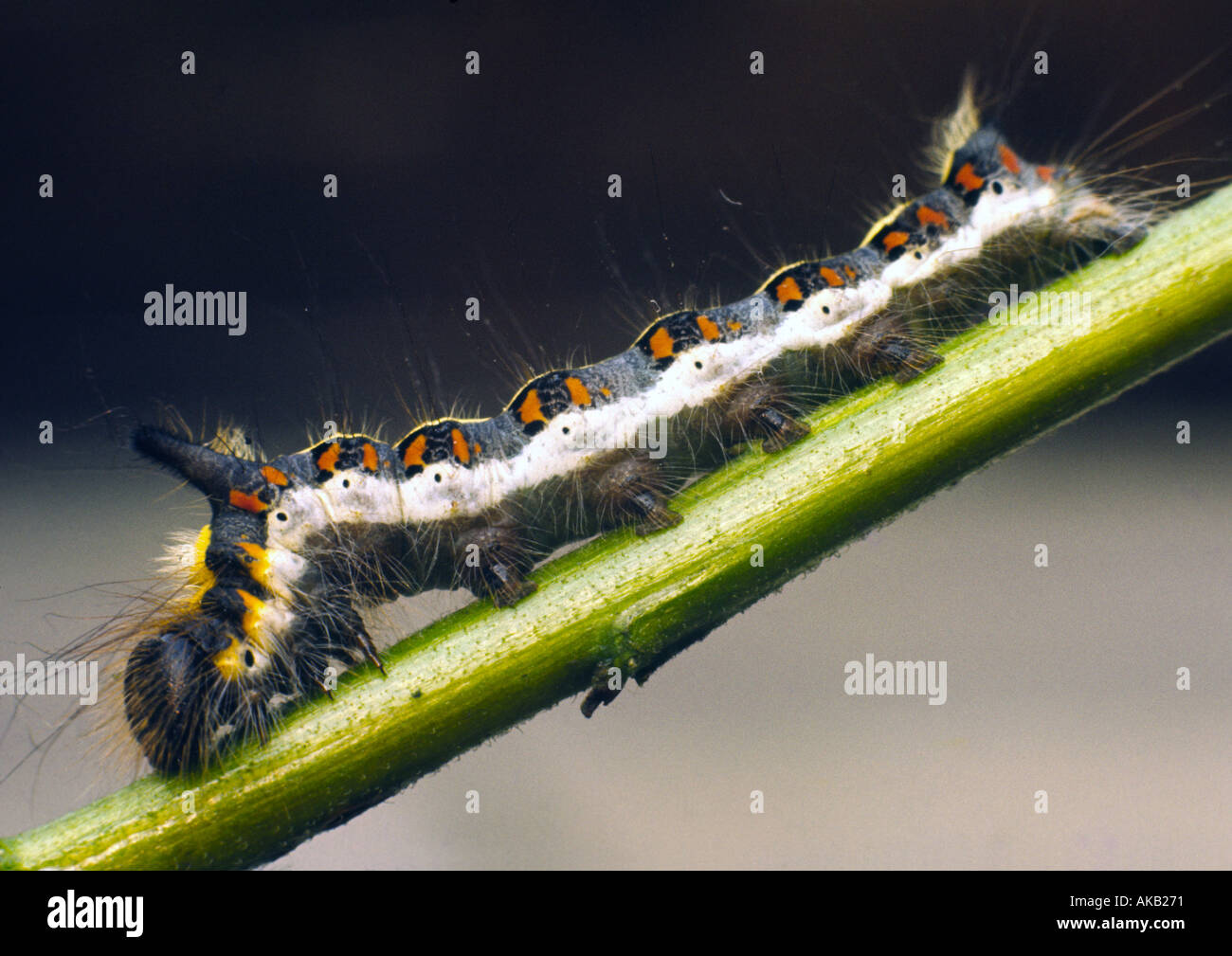 Larva of the Grey Dagger moth Stock Photo - Alamy