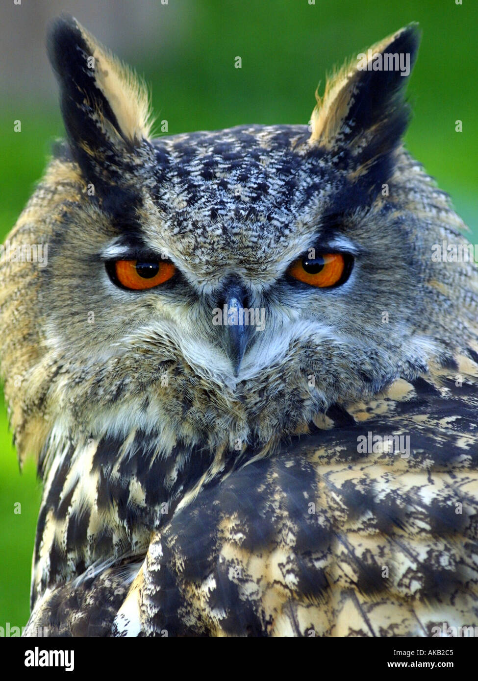 EAGLE OWL BIRD OF PREY Stock Photo - Alamy