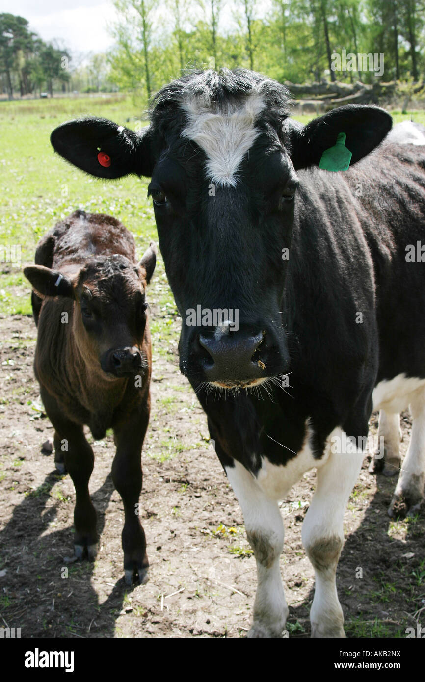 Cow with her calf in field with grass and trees in the background Stock ...