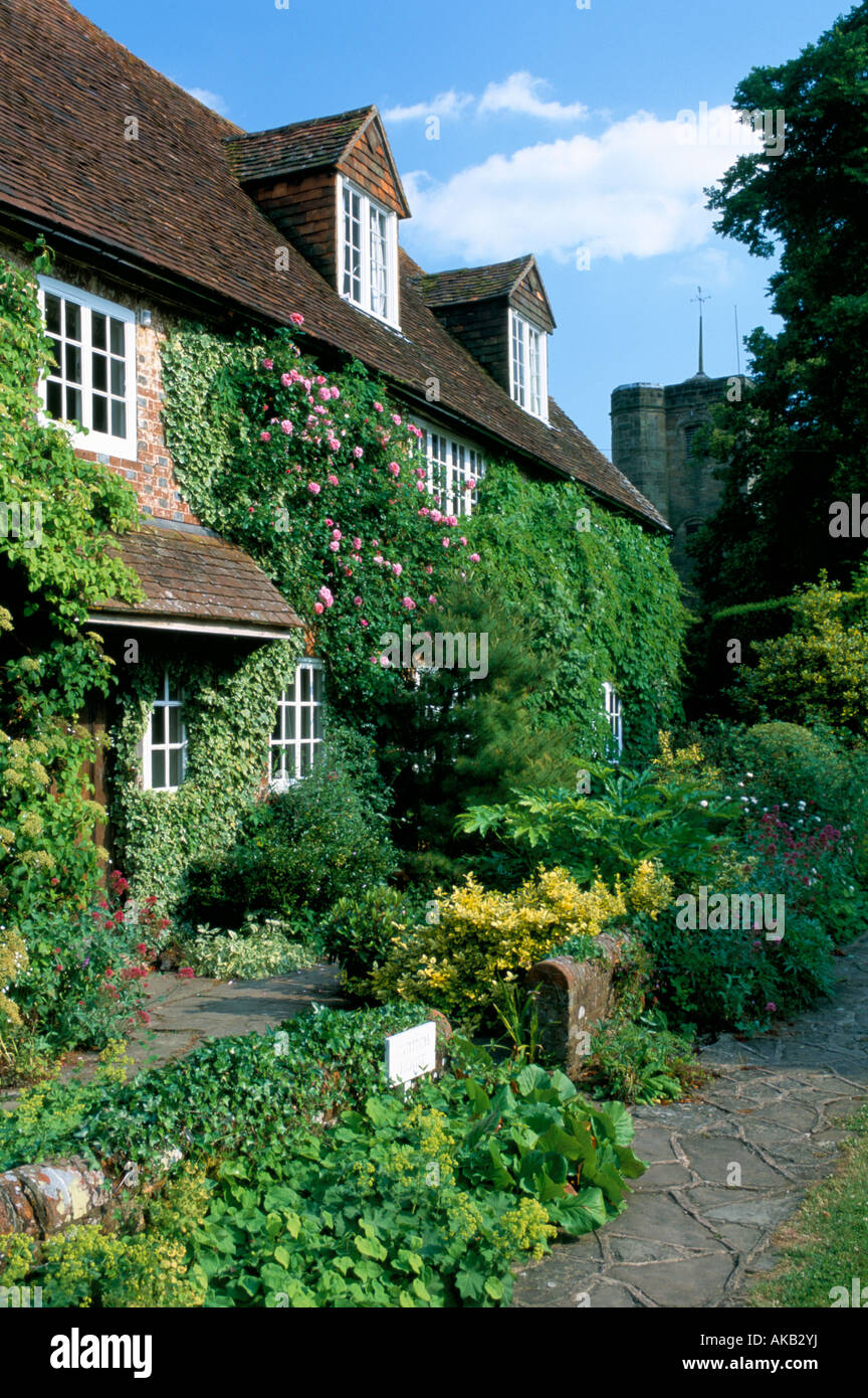 Climbing rose aloha hi-res stock photography and images - Alamy