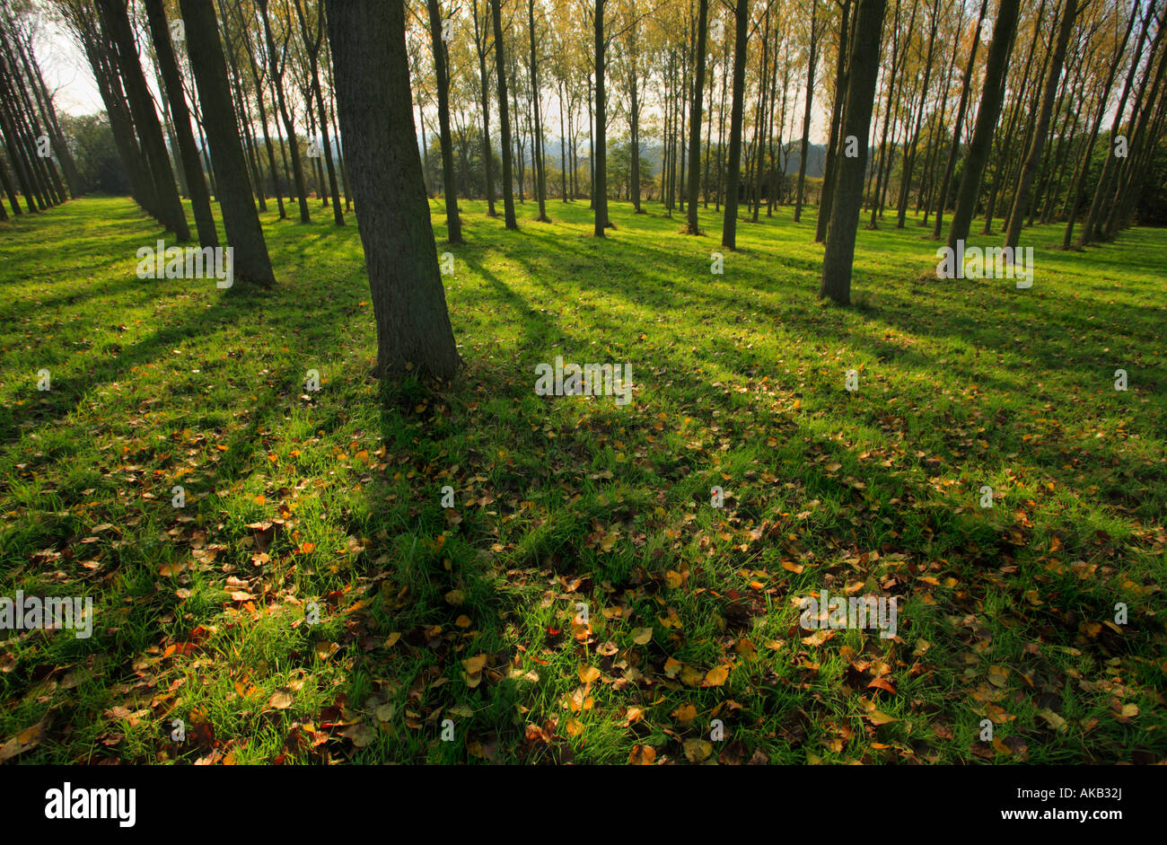 Woodland shadows hi-res stock photography and images - Alamy