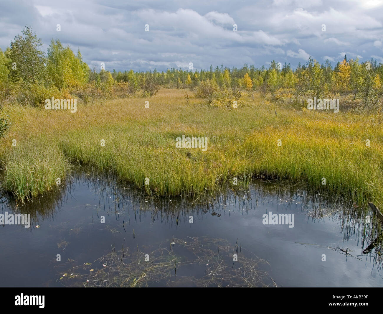 moor landscape with lake and birch forest in autumn colours grass ...