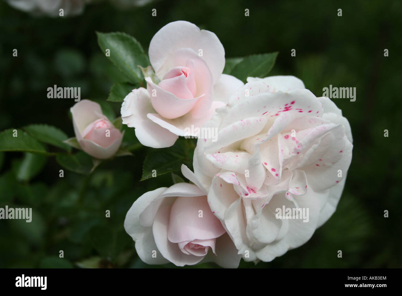 Monastery herb garden natural hi-res stock photography and images - Alamy