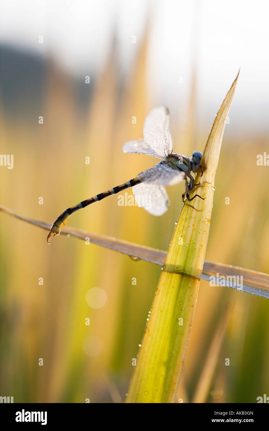 Paragomphus lineatus. Lined hooktail dragonfly drying out on rice ...