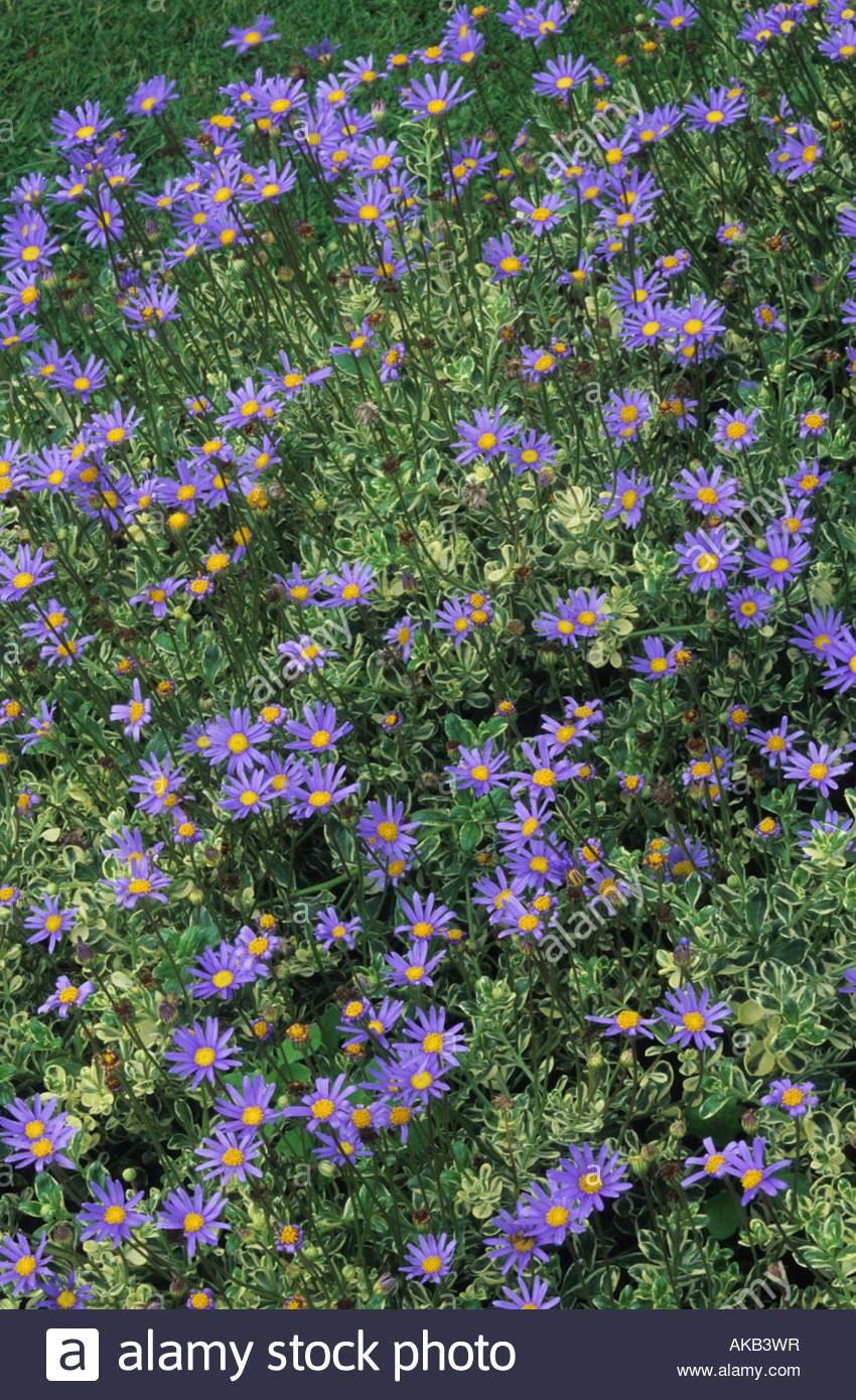 Felicia Amelloides Stock Photos & Felicia Amelloides Stock Images - Alamy