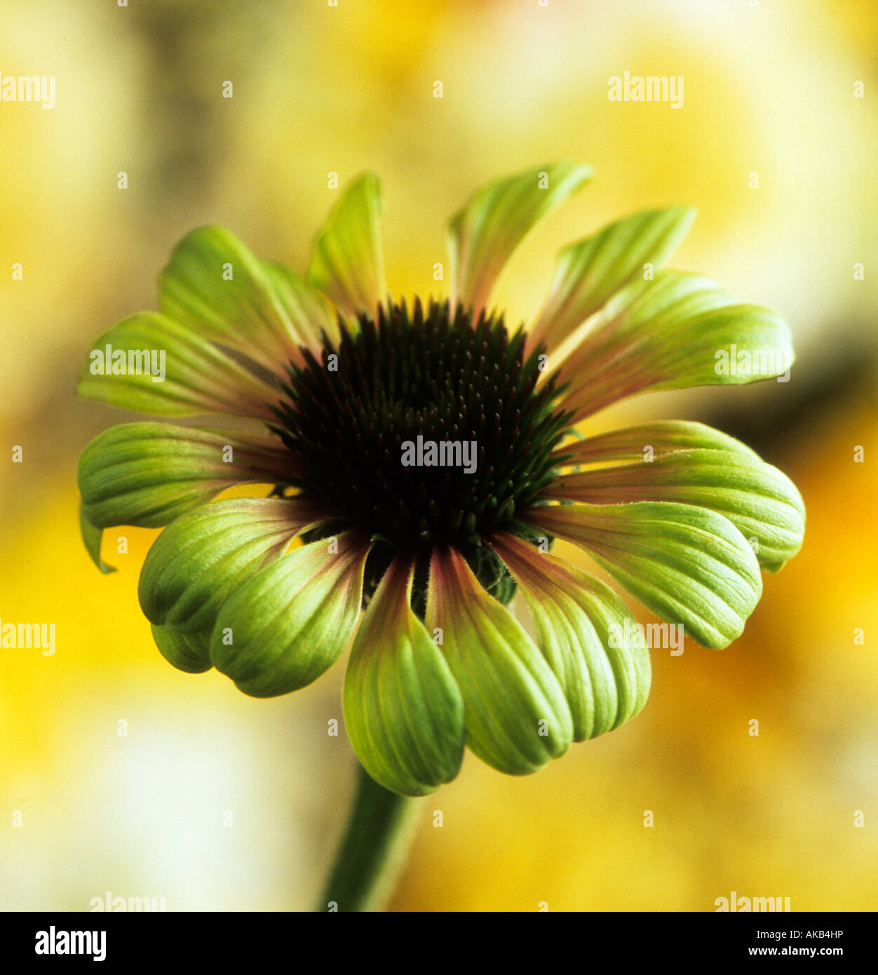 Echinacea purpurea Green Envy Stock Photo - Alamy