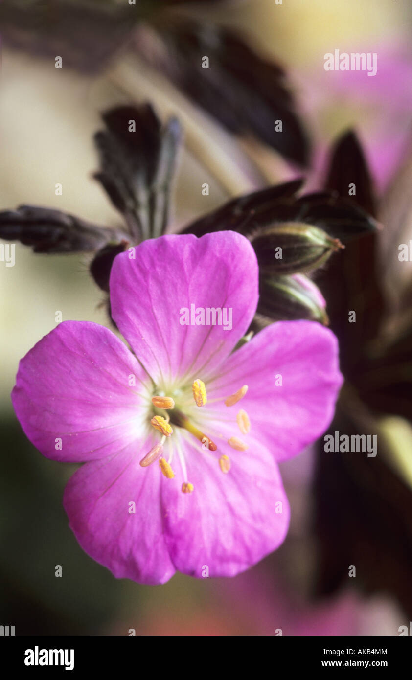 Geranium maculatum Elizabeth Ann Stock Photo - Alamy