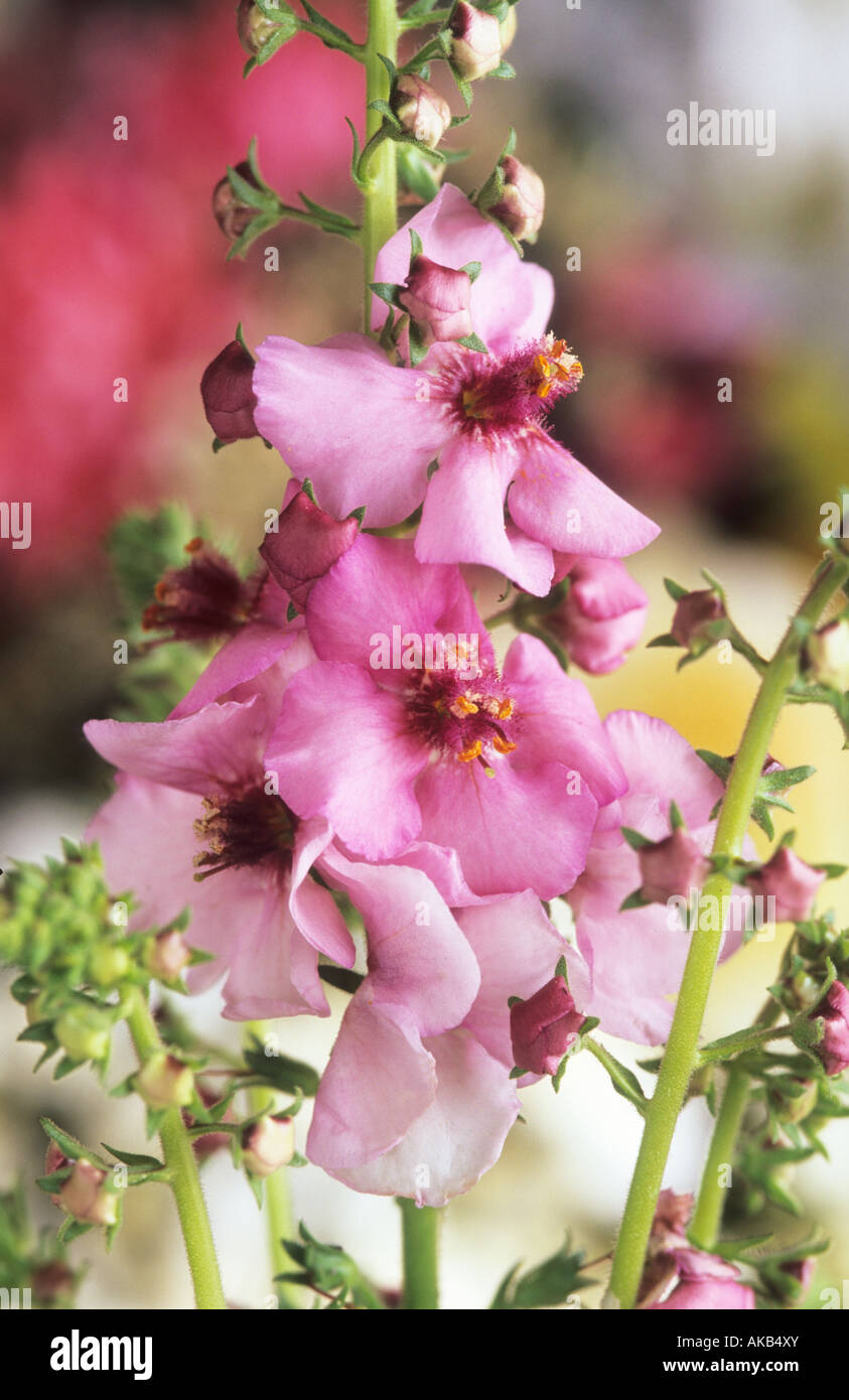 Verbascum Pink Kisses Stock Photo - Alamy