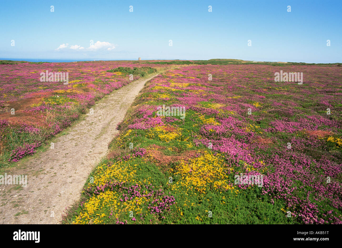 Channel islands island wild flowers hi-res stock photography and images ...