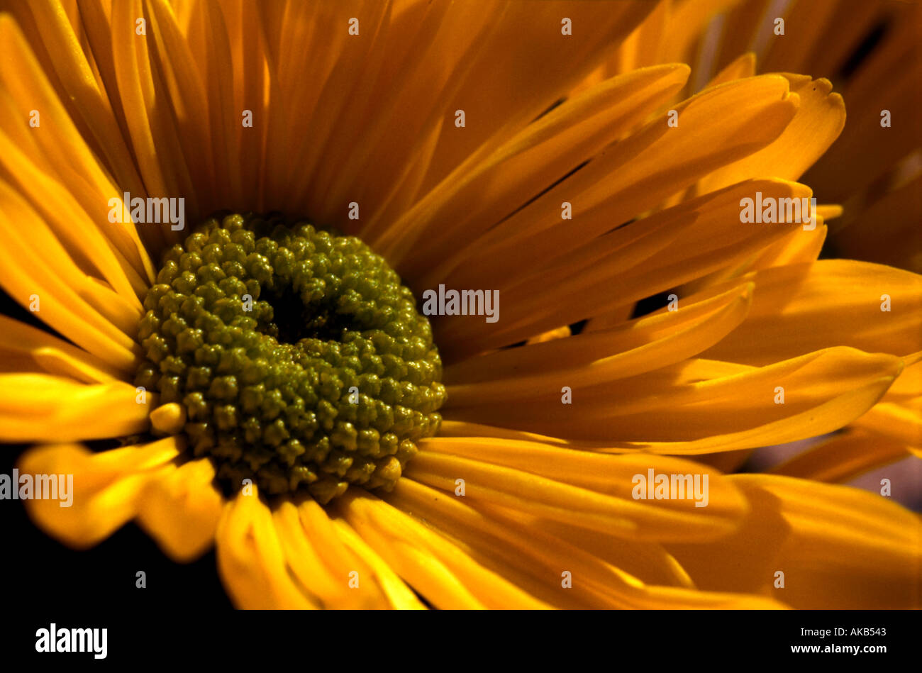 The center of a sunflower exposes brilliant green seed pods Stock Photo ...