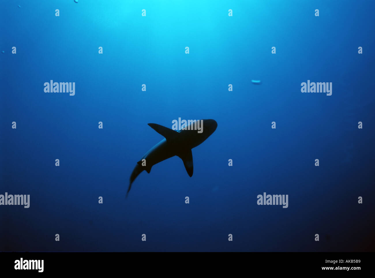 Strong pectoral fins hi-res stock photography and images - Alamy