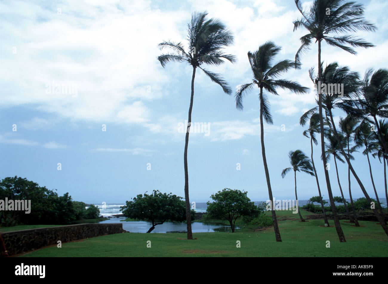 Many tall slender palm trees sway in warm tropical winds above ...
