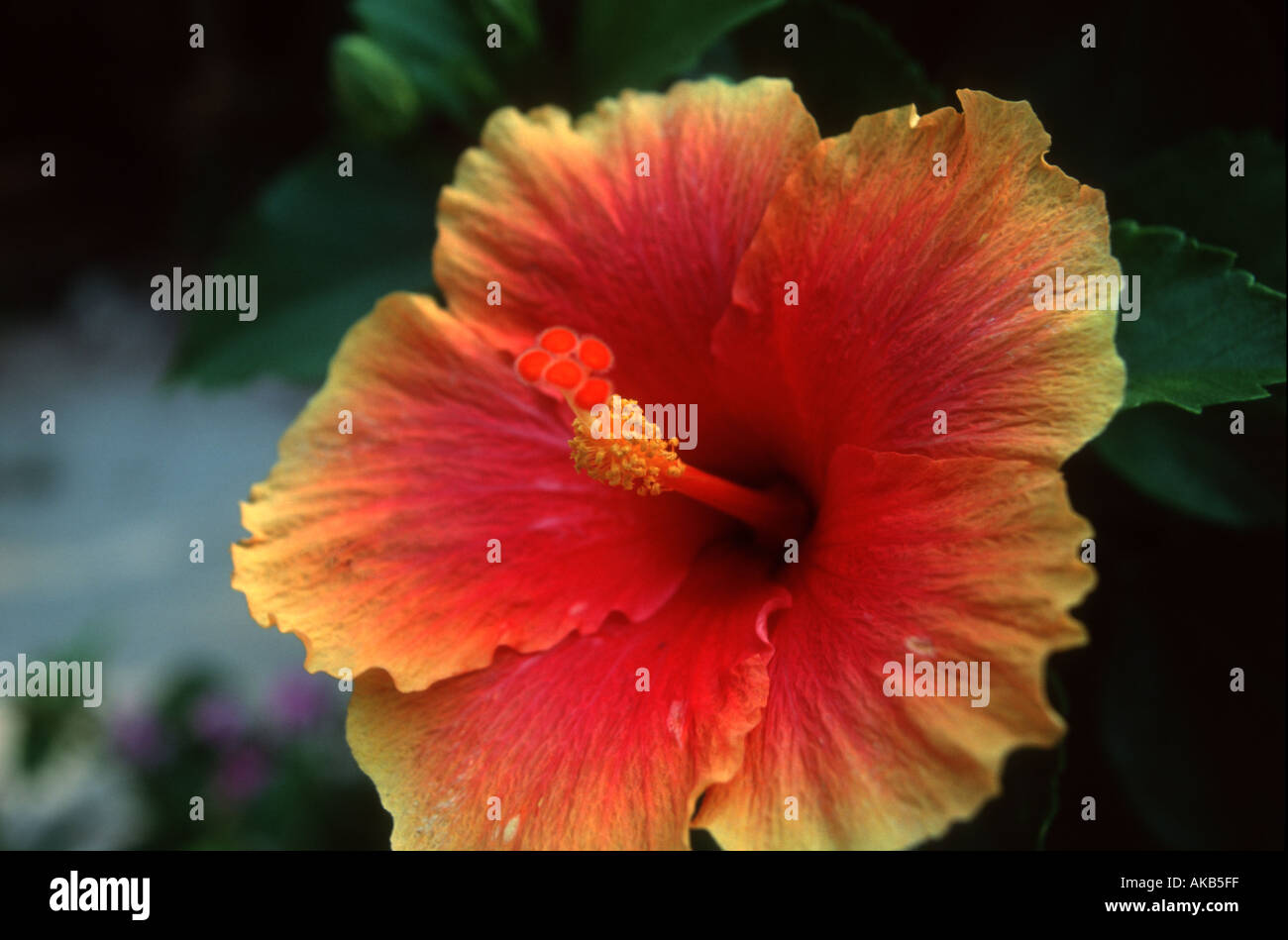 The blossoms of many Arizona flowers are intensely bright colorful and ...