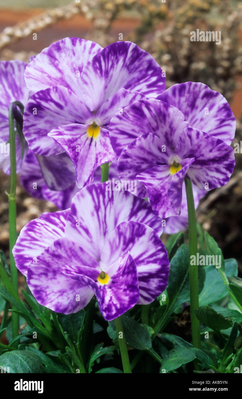 Viola viola columbine hi-res stock photography and images - Alamy