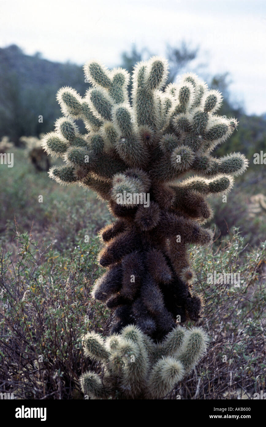 Cactus plants grow and thrive in hot arid temperatures like those of ...
