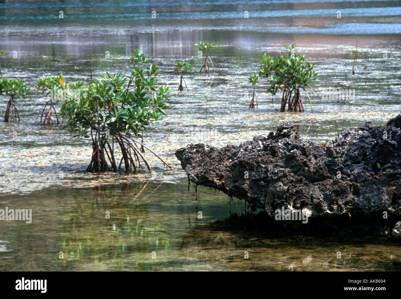 A gnarly grey coral formation juts out over green mangrove waters in ...