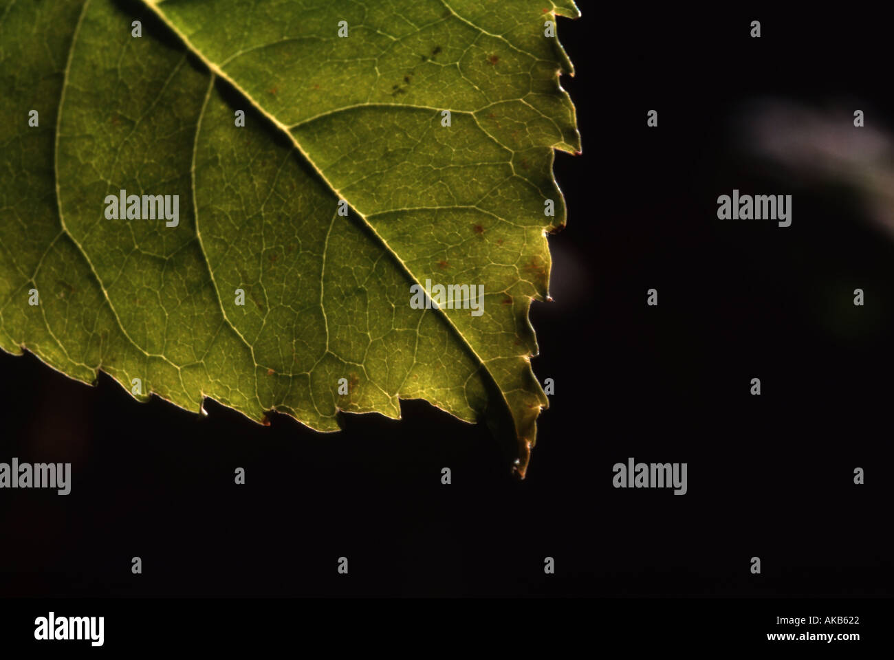 An extreme close up of a green leaf shape shows its symmetrical veins ...