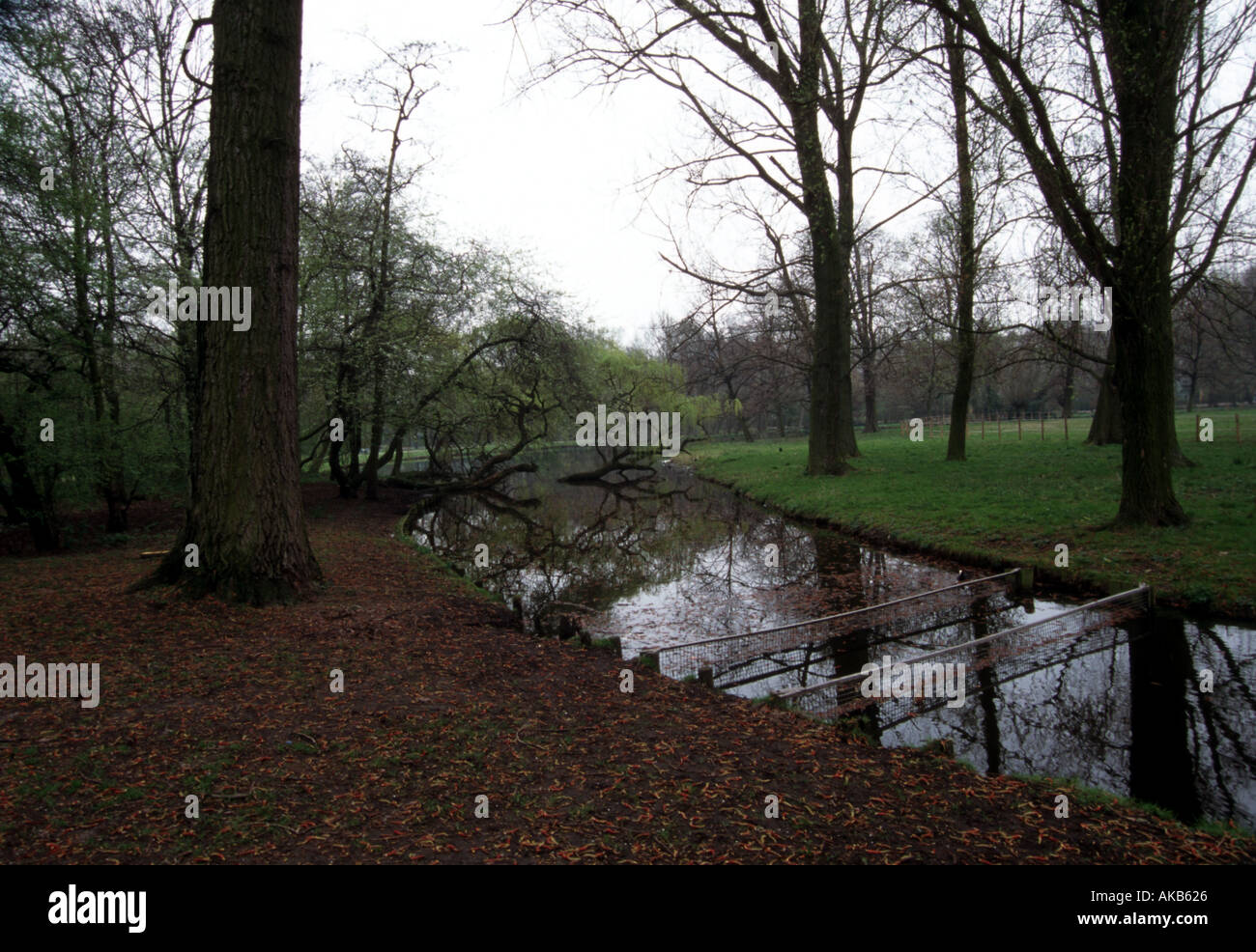 Skeletal trees in the water hi-res stock photography and images - Alamy