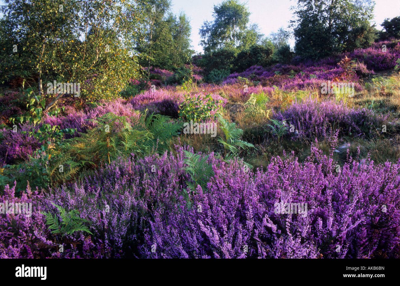 heather Calluna vulgaris in natural sandy heathland habitat Broxhead ...