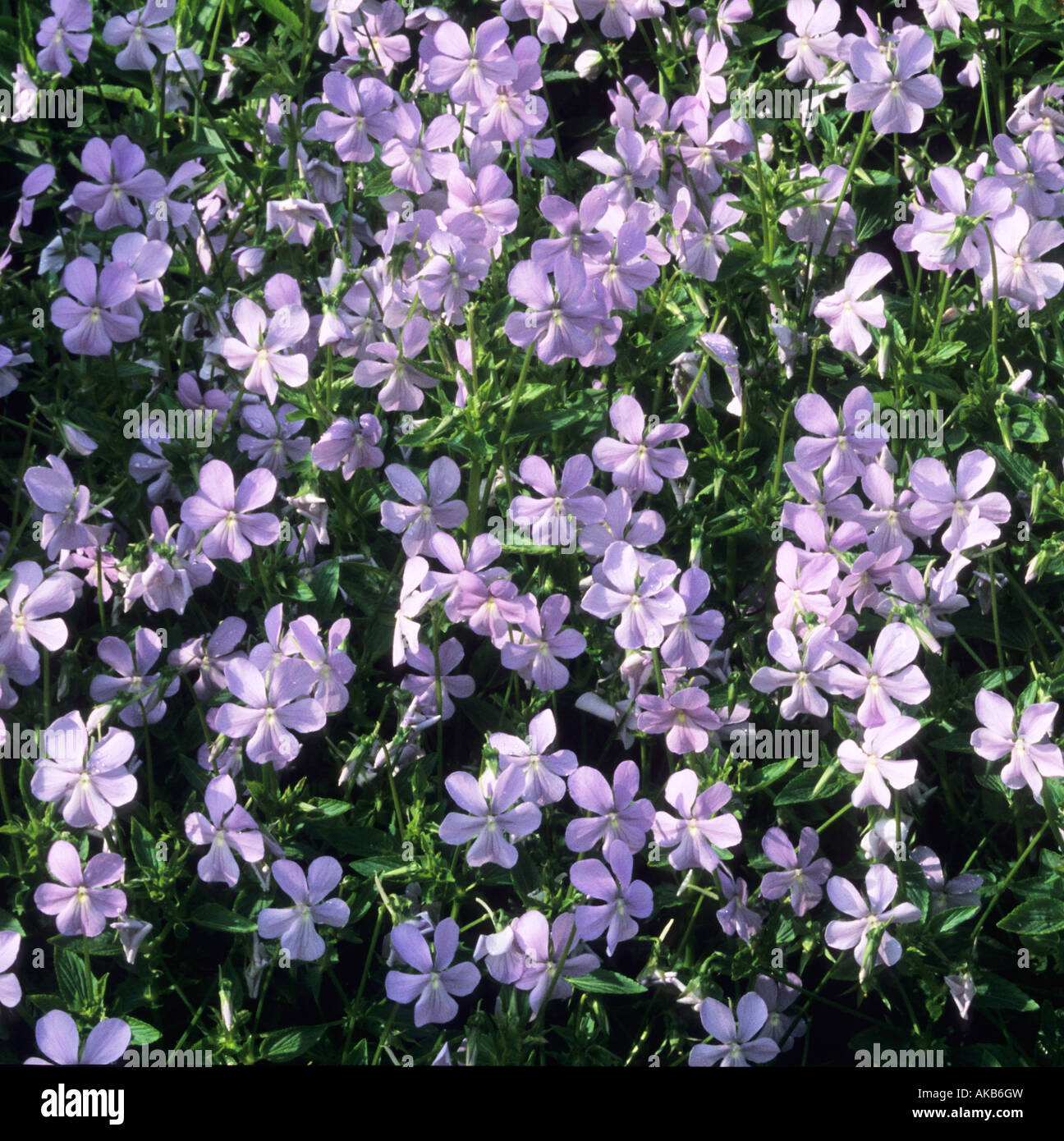 Viola cornuta Lacinata Stock Photo - Alamy