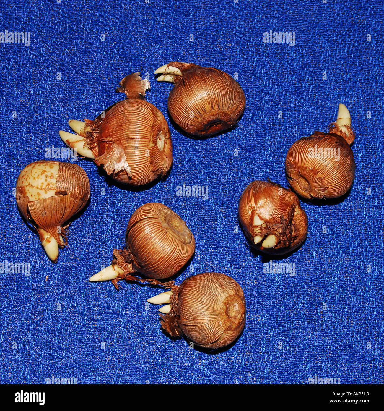 Crocus flavus flavus hi-res stock photography and images - Alamy
