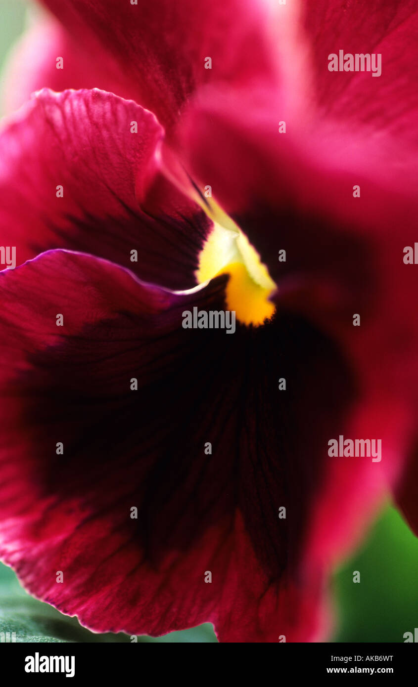 pansy Viola Ultima Impression Red Stock Photo - Alamy