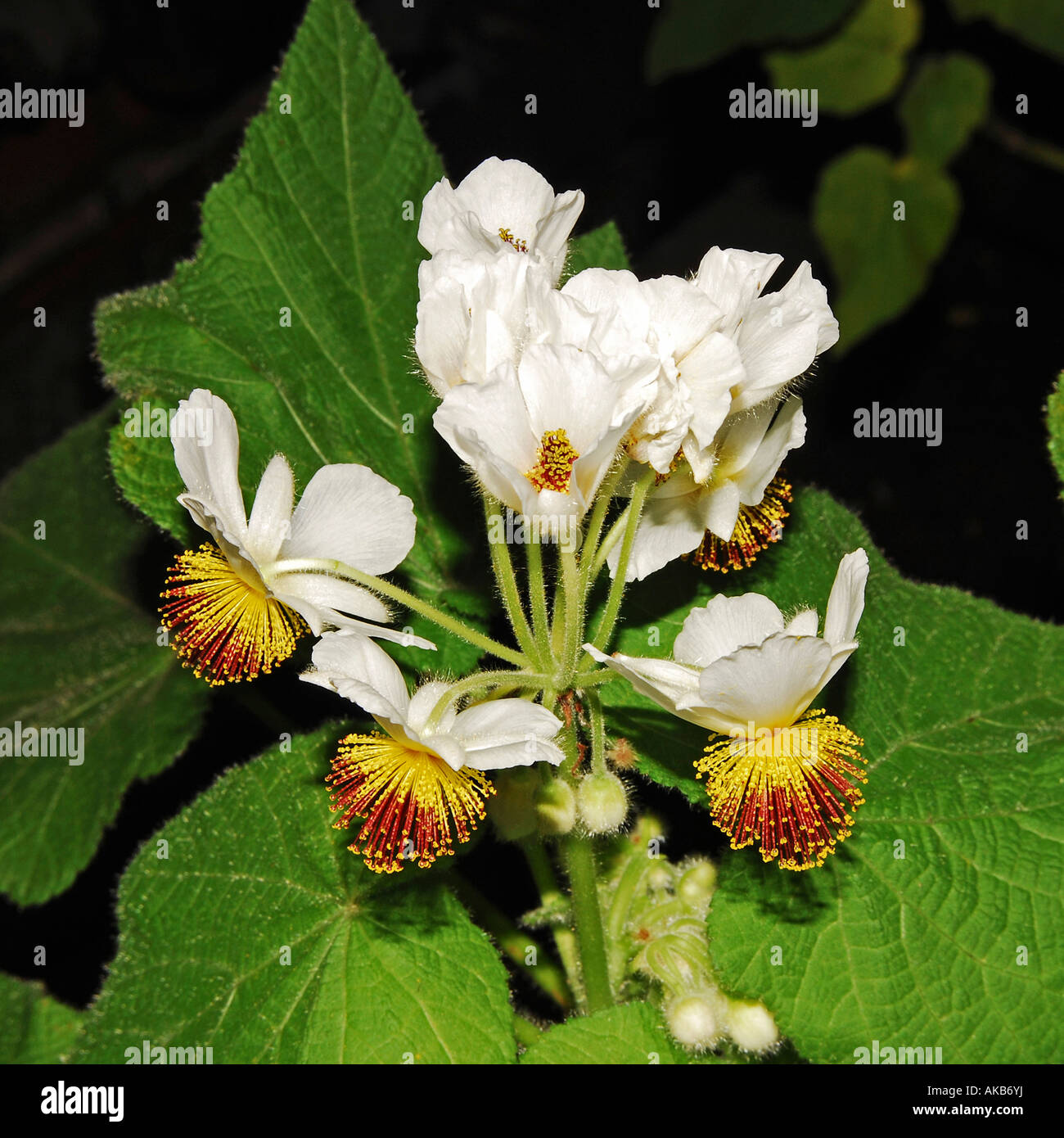Sparmannia africana hi-res stock photography and images - Alamy
