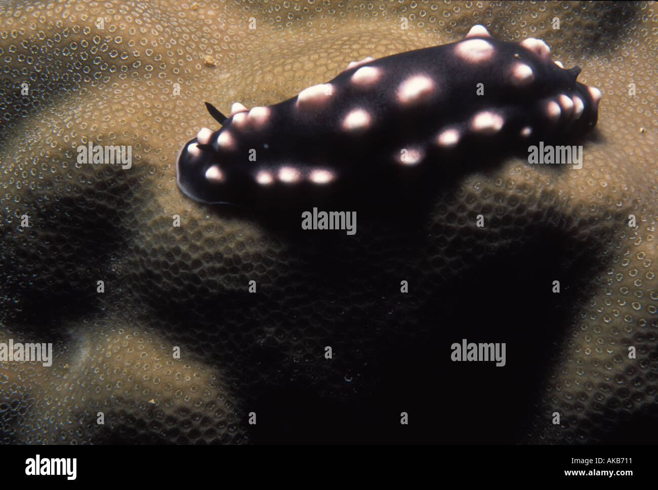Sea slug black white hi-res stock photography and images - Alamy