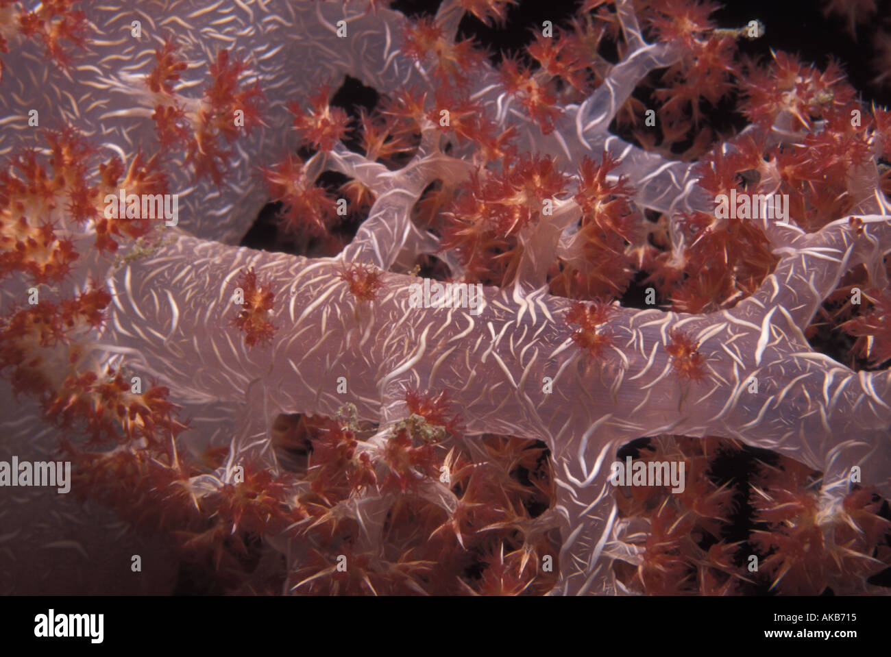 Dendronephytlya hi-res stock photography and images - Alamy