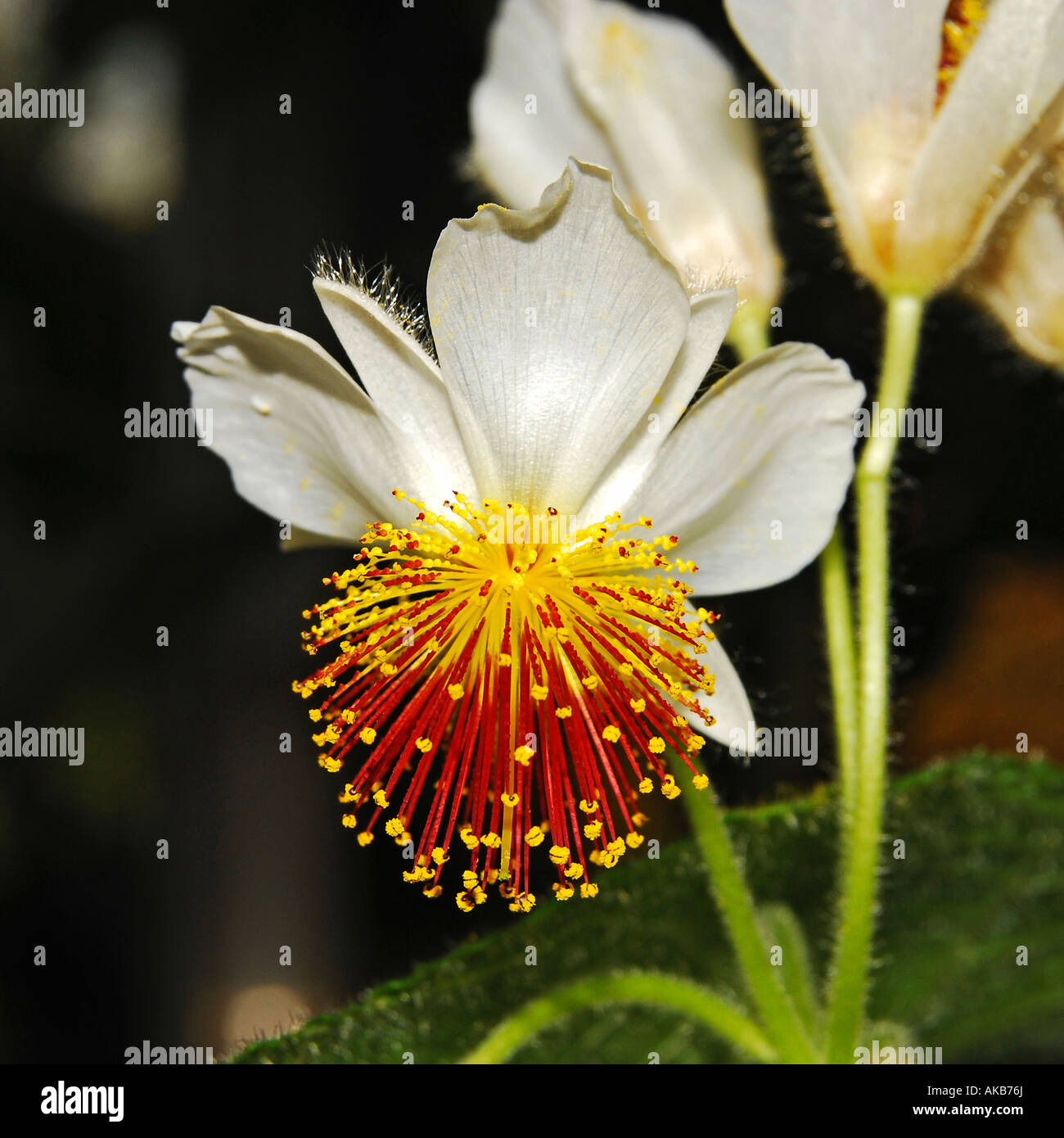 Sparmannia africana hi-res stock photography and images - Alamy