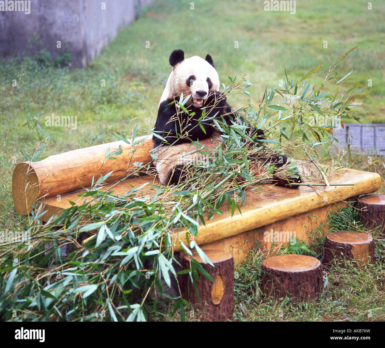 China, Chongqing, Panda in Chongqing City Zoo Stock Photo - Alamy